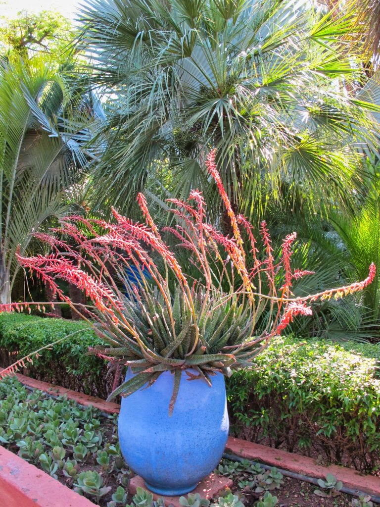 5 Must Do Activities In Morocco For First Timers: My Marrakech Itinerary